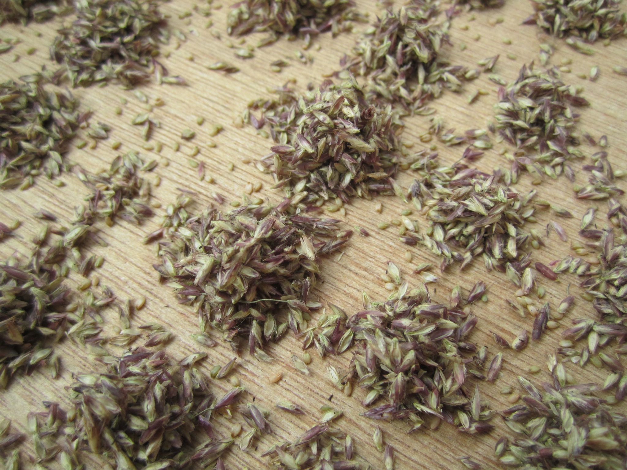 Seed Collecting & Cleaning | Apiary Studio